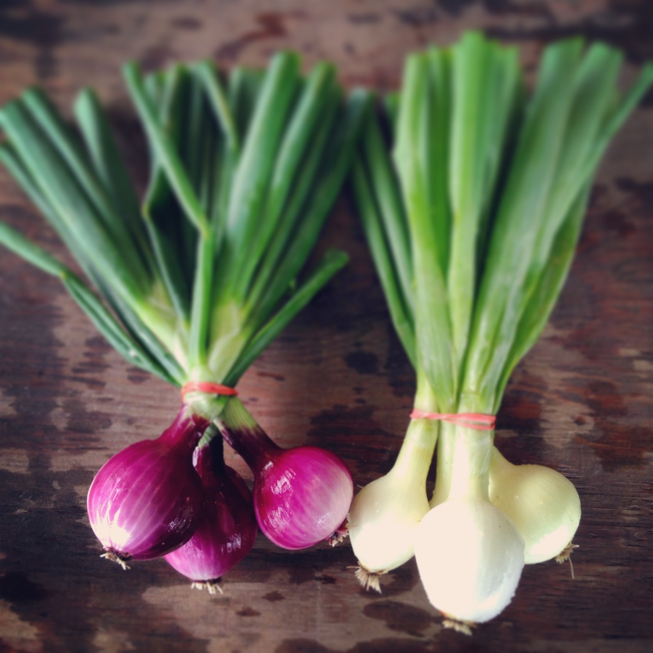 Verdeturi de primavara: hreanul, ceapa, usturoiul, macrisul